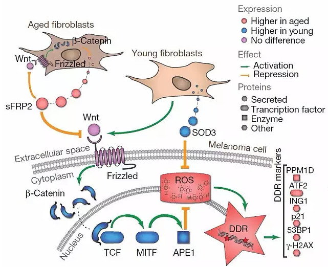 CNS合集：揭秘衰老、再生等领域热点研究 来源：解螺旋，医生科研助手中国有句老话，越老越不中用，不是没有道理的。随着年龄的增长，身体的很多机能 ...