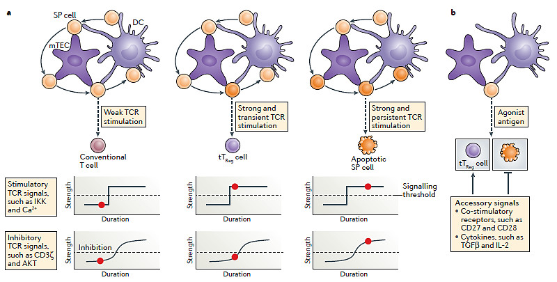 Nature免疫学综述：调节性T细胞 Nature Reviews Immunology上发表了题为“T cell receptor ...
