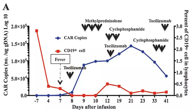 CD19 CART治疗后T细胞过度活化和增殖案例分析 嵌合抗原受体(Chimeric antigen receptor，CAR)修饰的T细胞 ...