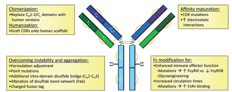 抗体发现过程中常见的工程化技术与策略 在单克隆抗体发现过程中，通过抗体库的筛选，一旦得到一个能够和靶点特异性结合的优秀的候选分子，就需要通过一定的工程化技术来... - 雪球