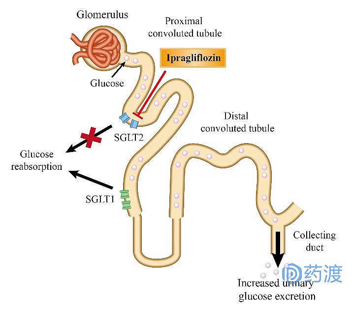 每日一药||Ipragliflozin/Suglat® 基本信息伊格列净L-脯氨酸由安斯泰来(Astellas)，日本寿制药公司 ...