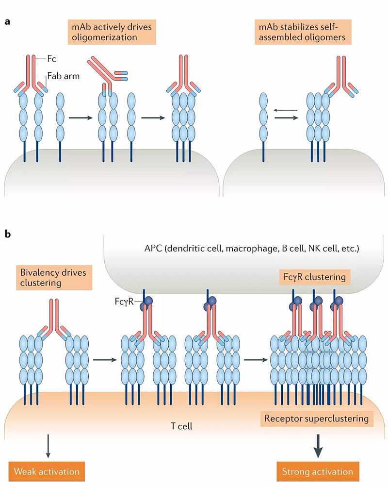 转：免疫检验点激动剂抗体研发格局 原创： Armstrong 来源：生物制药小编 近年来，肿瘤免疫疗法取得长足进展，Opdivo ...