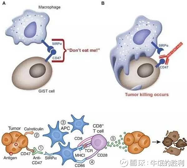 PD-1单抗之后的明日之星，CD47抗体全球研发进展 作为抗肿瘤免疫治疗领域热门靶点之一，CD47抗体一直被行业喻为PD1/PDL1抗体之后 ...