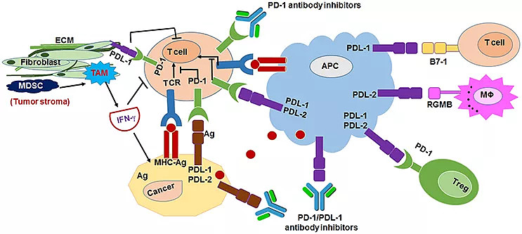 转：PD-1和CAR-T各有千秋，联用会怎么样？ PD-1阻断+CAR-T联用 鉴于CAR-T细胞免疫疗法和PD-1/PD-L1免疫检查点抑制 ...