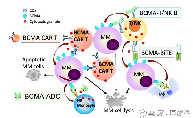 详解BCMA与基于BCMA的免疫疗法（值得收藏！）丨医麦客盘点 BCMA是支持MM细胞存活的重要膜表面蛋白 2019年3月7日/医麦客 ...
