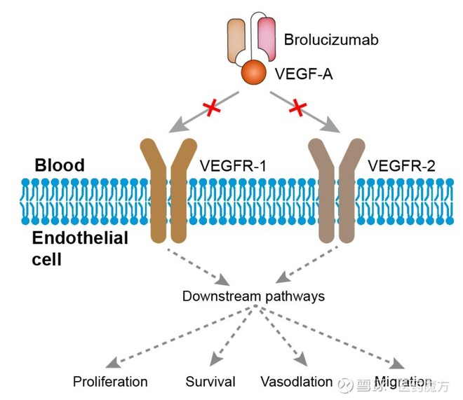 诺华重磅AMD新药Brolucizumab三个适应症获批临床 Brolucizumab（RTH258）是一种人源化单链抗体片段（scFv ...