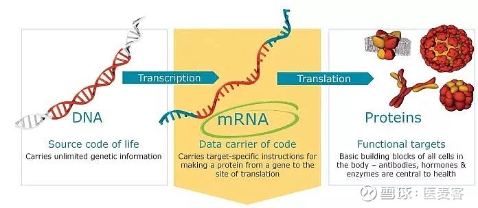 比赛正在进行：哪种mRNA产品将抢先进入市场？丨医麦新观察 点击图片了解详情 2019年4月18日/医麦客 eMedClub/--第一届“国际 ...
