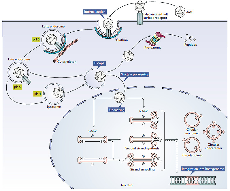 科普：AAV病毒递送基因的疗法 前几天诺华治疗SMA的AAV疗法获批的新闻刷了屏，Nature Reviews Drug Discovery ...