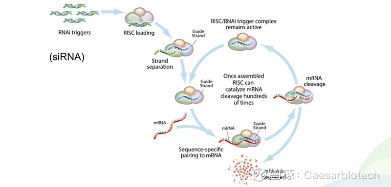 Arrowhead Pharmaceuticals：iRNA药物研发的中坚力量 作者：蹊之微信公众号：蹊之美股生物医药 ...