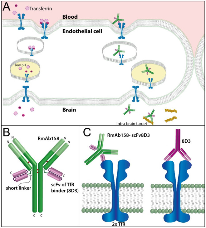 BioArctic令单抗透过血脑屏障的新技术 瑞典的药企BioArctic AB在2019年中报业绩展示的PPT中，晒了一项他们让单抗通过血脑 ...