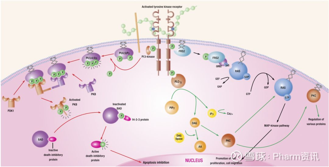 靶点赛道03 | FGFRs靶点全球研发格局分析 FDA批准Balversa®上市 2019年4月12日，FDA宣布加速批准强生集团 ...