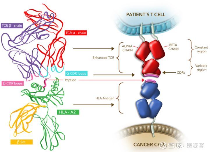 最新:Adaptimmune公司宣布TCR-T疗法进入临床，靶向MAGE-A4可以针对多种... 更新日程拉，快点开看看！ 本文由医麦客原创 ...