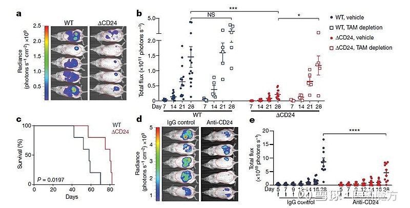 Nature：癌症免疫疗法新靶点——CD24 【作者：曼话】正常来说，被称为巨噬细胞的免疫细胞会检测到癌细胞，然后吞噬并消灭它们。然而，近年来 ...