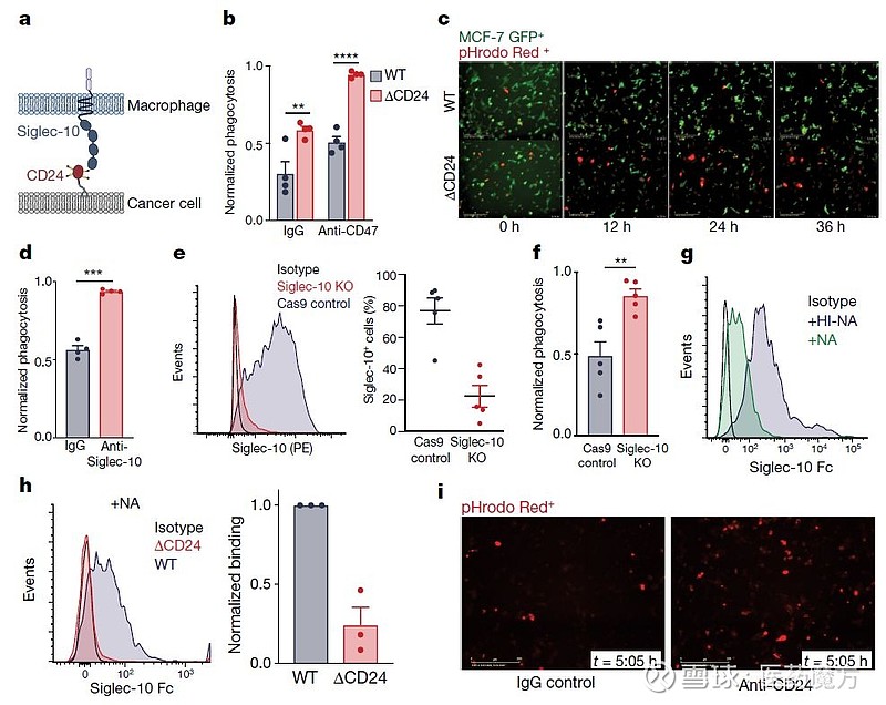 Nature：癌症免疫疗法新靶点——CD24 【作者：曼话】正常来说，被称为巨噬细胞的免疫细胞会检测到癌细胞，然后吞噬并消灭它们。然而，近年来 ...
