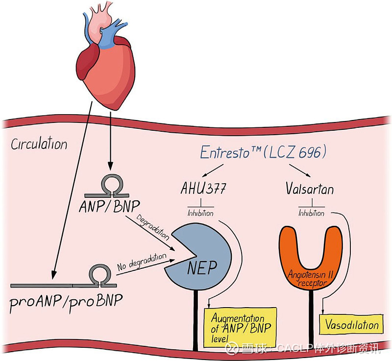 干货丨外周循环中BNP和NT-proBNP存在形式多样且复杂，如何对其免疫检测进行标准化 目录 1. 利钠肽家族的多样性 2. NPs的诊断 ...