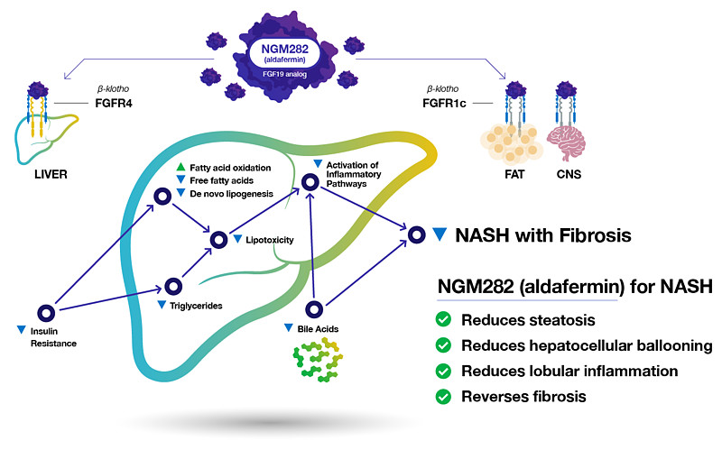 非酒精性脂肪肝病（NAFLD）流水账之四：其他临床在研关注药物 NASH系列梳理终结篇，介绍剩下六个进入临床二期以后的品种。回顾整个系列非酒精 ...