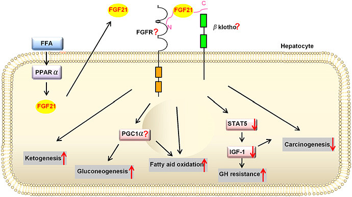 非酒精性脂肪肝病（NAFLD）流水账之四：其他临床在研关注药物 NASH系列梳理终结篇，介绍剩下六个进入临床二期以后的品种。回顾整个系列非酒精 ...