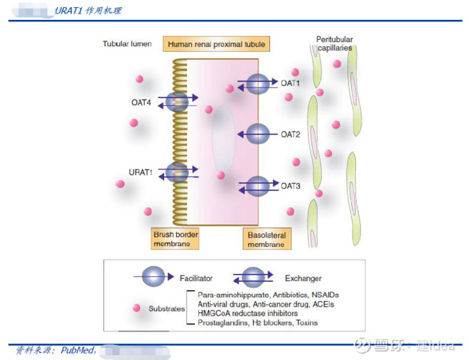 恒瑞医药在研管线重磅品种剖析之URAT1抑制剂【SHR4640】 痛风是一种常见且复杂的关节炎类型，各个年龄段均可能罹患本病，男性发病率高于女性。发病急，关节部位出现严重的疼痛、水肿、红 ...