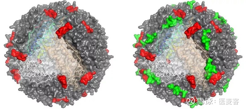 ImmunoPro™ 超级抗原蛋白，掘金抗体药新领域丨医麦猛爆料 2019年10月24日/医麦客 eMedClub/--从国际视角来看，随着 ...