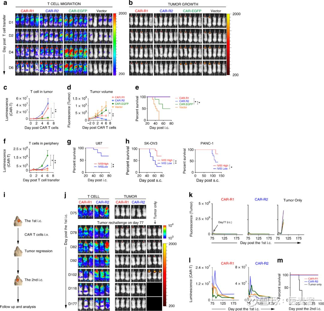 Nature子刊：华人科学家创建IL-8受体修饰的CD70 CAR-T，促使小鼠致命脑瘤的... 本文由医麦客原创，欢迎分享，转载须授权 ...
