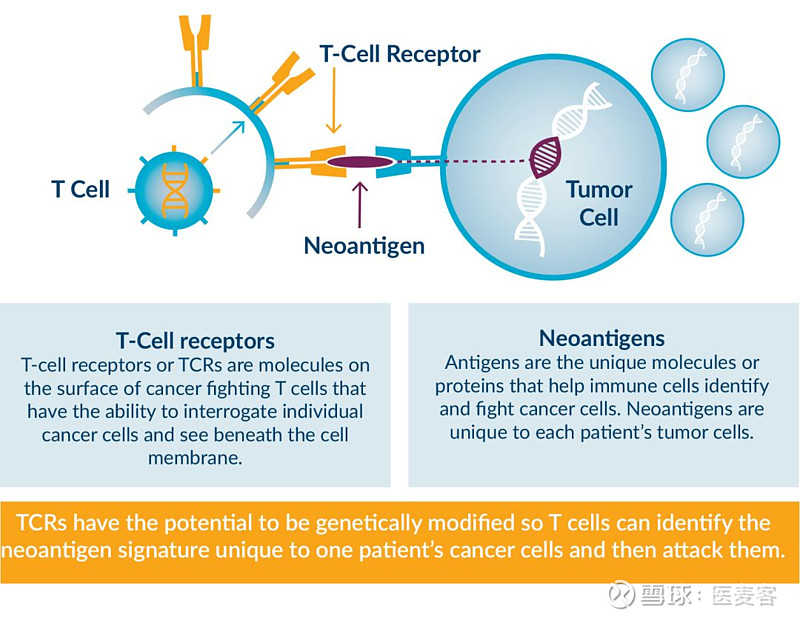 新生抗原特异性TCR-T推进实体瘤治疗，基于Ziopharm的“睡美人”技术显优势丨医麦猛爆料 本文由医麦客原创，欢迎分享，转载须授权 ...