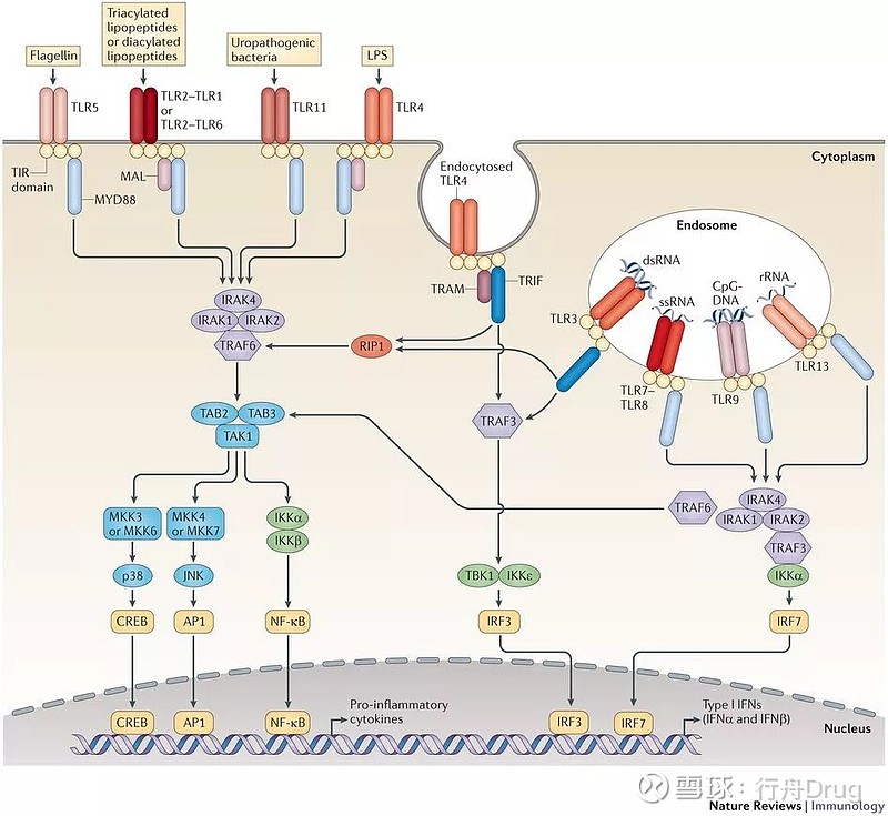 下一代肿瘤免疫疗法，小分子或引领巨大浪潮 点击上方的 行舟Drug 添加关注人源化单克隆抗体（mAb）CAR-T细胞疗法肿瘤疫苗现有肿瘤免疫 ...