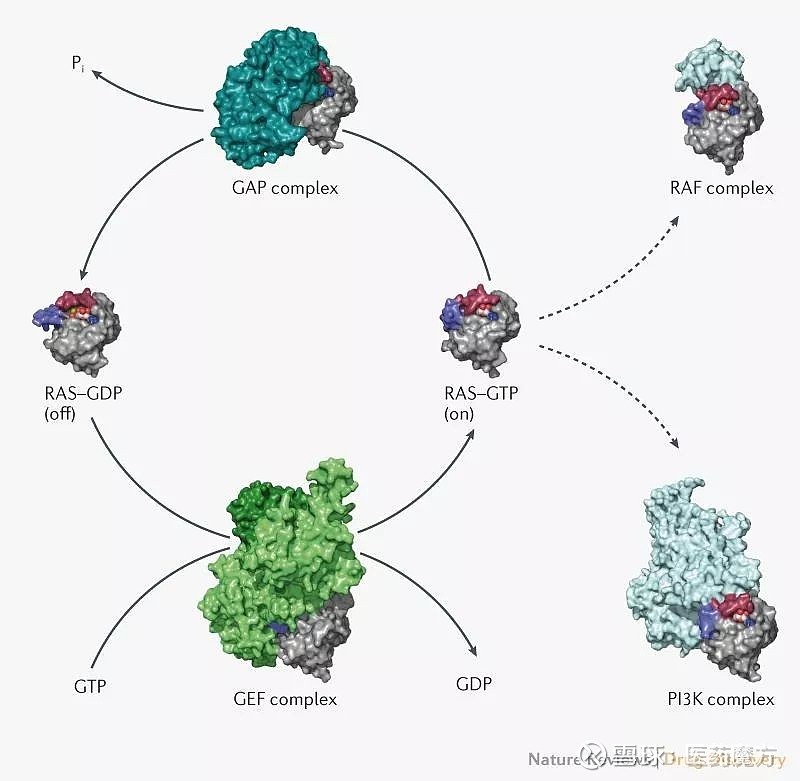 Nature：KRAS药物进入“爆发期”，5款产品开展人体试验 癌蛋白KRAS的突变发生于约25%的癌症病例中，且与极差的疾病预后有关，因此 ...