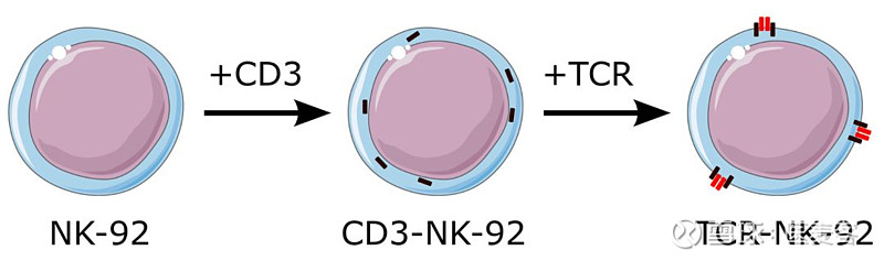 CAR-NK仍在路上，TCR-NK来了！首项合作于近日达成丨医麦黑科技 本文由医麦客原创，欢迎分享，转载须授权 2019年11月20日/医麦客 ...