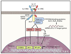 治疗银屑病靶点系列之IL-17丨医麦新观察 2019年11月23日/医麦客 eMedClub/--2019年11月20日，丽珠单抗/鑫康合提交 ...