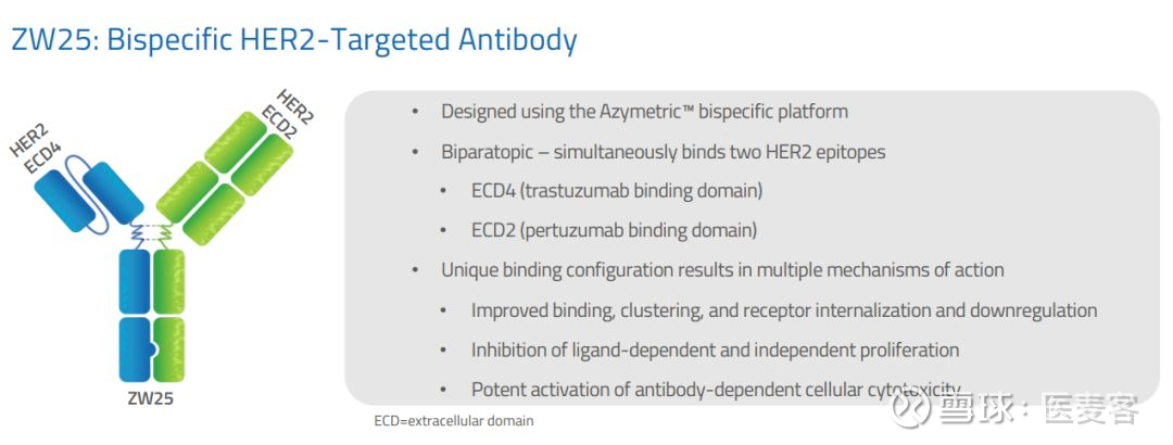 70%的疾病控制率！HER2抗体药物再一次成为研发热点丨医麦猛爆料 本文由医麦客原创，欢迎分享，转载须授权 2019年11月25日/医麦客 ...