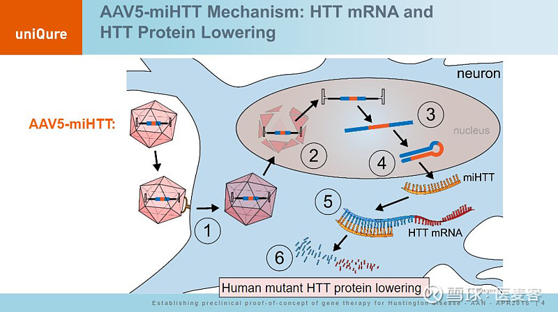 年度盘点：以AAV为载体的基因疗法研发现状丨 星耀研究院 本文由医麦客原创，欢迎分享，转载须授权 2019年12月18日/医麦客 ...