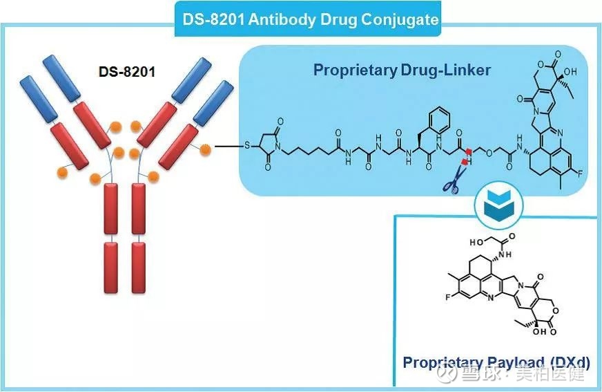AZ/第一三共HER2+乳腺癌ADC疗法Enhertu获FDA加速批准；国内首个法布雷病特... 阿斯利康/第一三共HER2+乳腺癌ADC疗法Enhertu获FDA加速批准 近日，英国制药巨头 ...