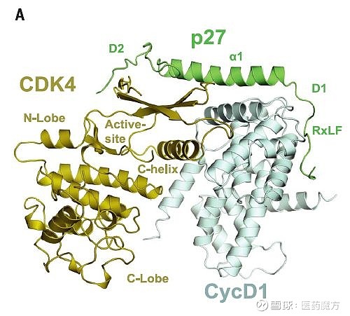 Science颠覆认知：一年卖40亿美元的重磅抗癌药，竟有不为人知的作用机制！ CDK4/6全称为Cyclin-dependent ...