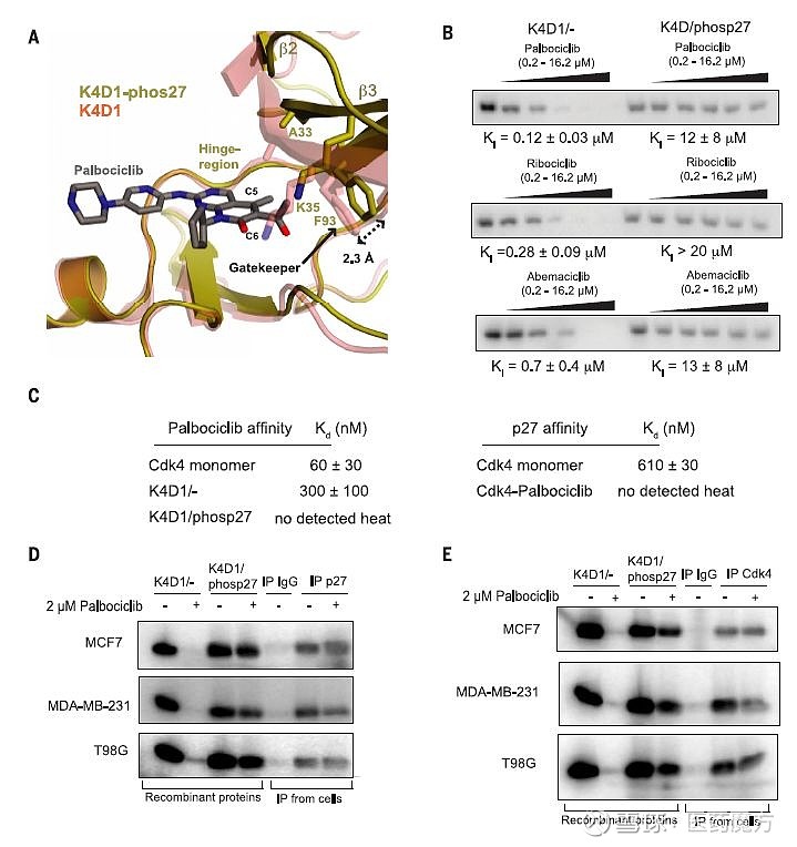 Science颠覆认知：一年卖40亿美元的重磅抗癌药，竟有不为人知的作用机制！ CDK4/6全称为Cyclin-dependent ...