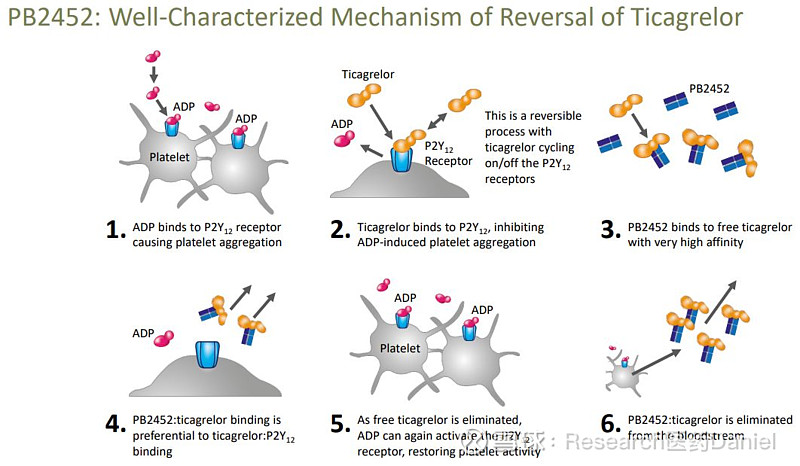 PhaseBio制药宣布与SFJ制药共同开发替格瑞洛逆转剂！ -PhaseBio将获得高达1.2亿美元的开发资金 -PhaseBio保留 ...