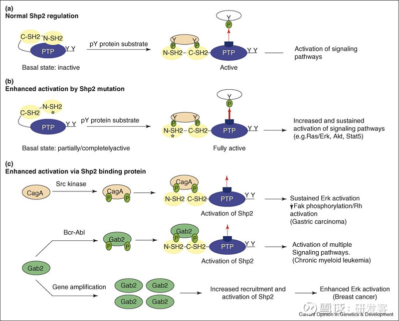 SHP2抑制剂：一遇风云便化龙 | 光影 为何KRAS抑制剂的研发企业都争先恐后的和SHP2抑制剂开展联合用药试验呢？个中缘由，还得从SHP2 ...