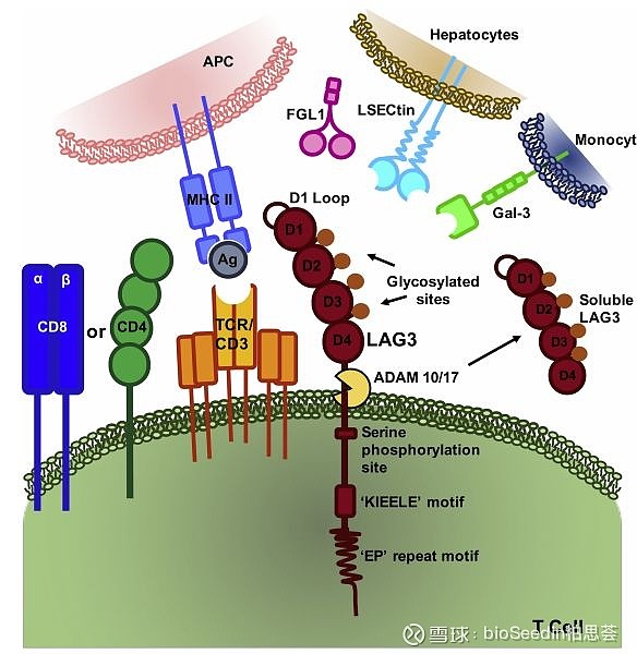 bioSeedin柏思荟：LAG3是不是被遗忘的靶点？ 作者：白眉大侠近期，国内有关LAG-3药物研究不断有新的进展。 恒瑞医药 自主研发的 ...