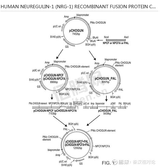 jk07-john-li-human-neuregulin-1-nrg-1-recombinant-fusion-protein-compos