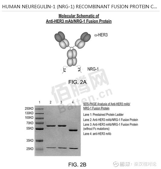 jk07-john-li-human-neuregulin-1-nrg-1-recombinant-fusion-protein-compos