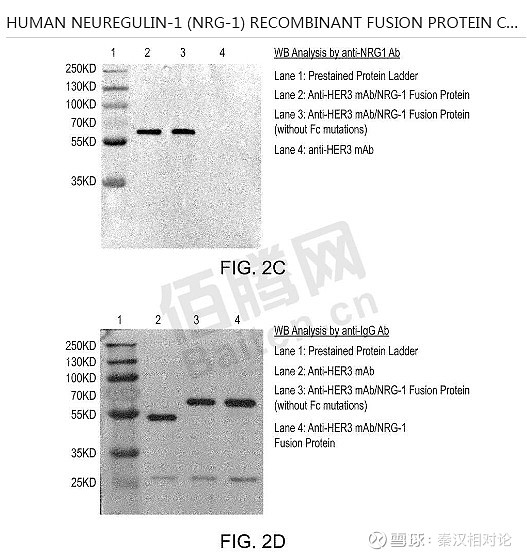 JK07 John Li HUMAN NEUREGULIN 1 NRG 1 RECOMBINANT FUSION PROTEIN COMPOS 