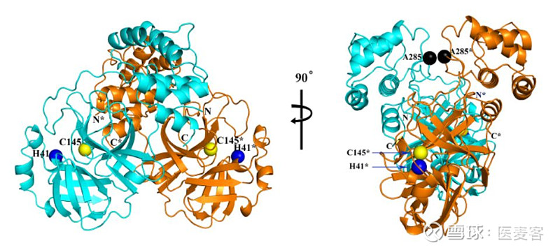 3CLPro：抗冠状病毒药物靶点 2020年2月24日/医麦客新闻 eMedClub News/--3CLPro是冠状病毒复制所必须的酶，可 ...