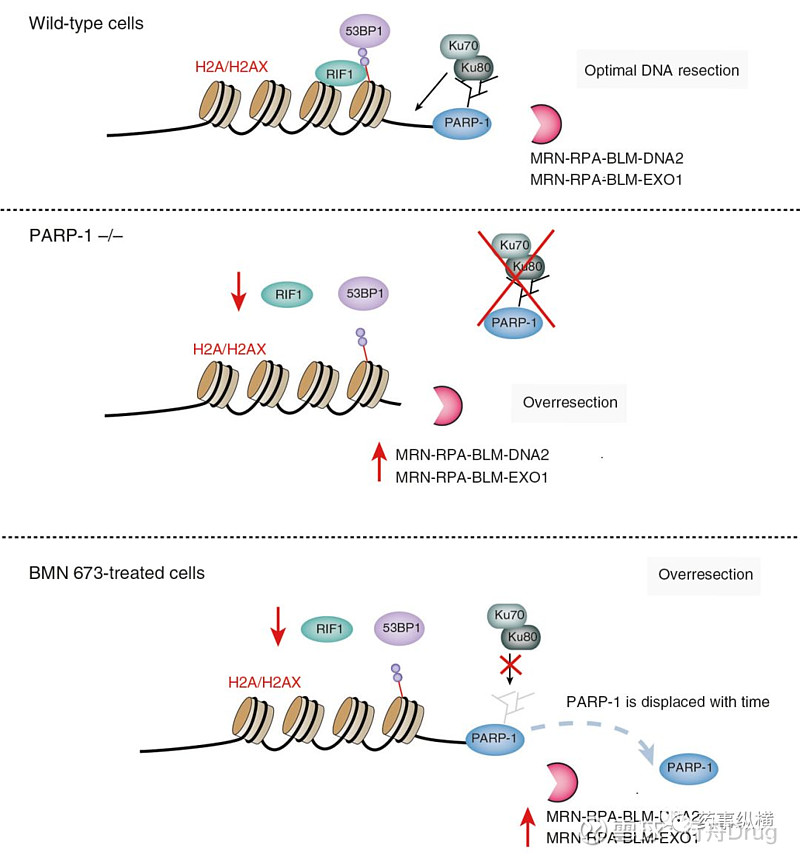PARP抑制剂行业的深度报告 引言 聚腺苷二磷酸核糖聚合酶[poly ( ADP-ribose) polymerase，PARP]是基于协同 ...