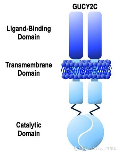 bioSeedin柏思荟：GUCY2C：能否为结直肠癌治疗带来新的突破 结直肠癌（CRC）是全球最高发肿瘤之一，目前手术仍然是CRC的主要治疗 ...