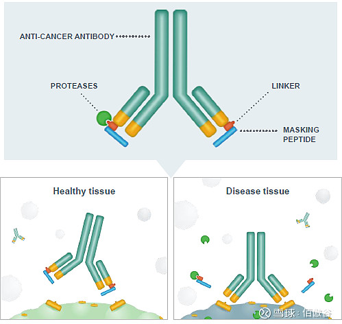 前抗体技术：Cytomx、中外制药、天演药业、Bioatla 2020年3月24日，Cytomx宣布与安斯泰来达成合作协议，授权后者使用其 ...