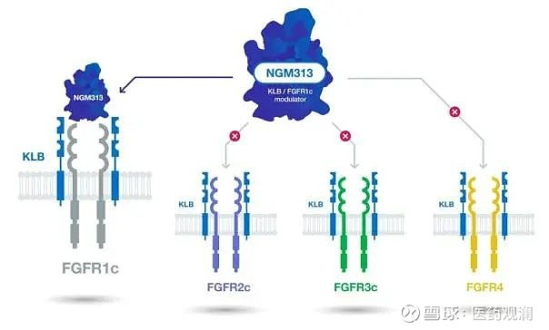 默沙东NASH在研新药首次在华获批2项临床，靶向β-Klotho/FGFR1c受体复合体！ 药明康德 内容团队报道 根据中国国家药监局药品审评 ...