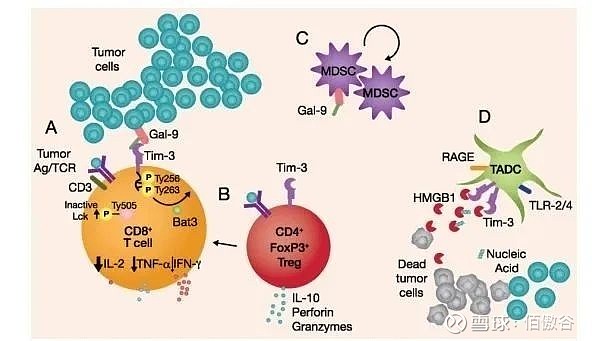 TIM-3抗体研发格局 2020年4月26日，诺华TIM-3抗体MBG453的临床申请获得NMPA受理，此前已经有恒瑞医药SHR-1702和科 ...