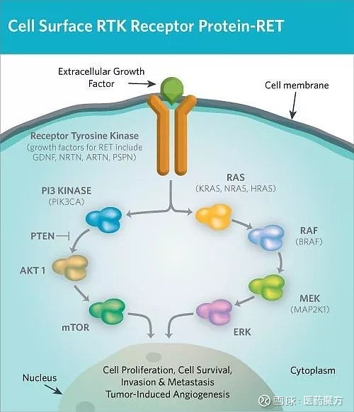 FDA批准首个单靶点RET抑制剂LOXO-292 5月8日，FDA加速批准 礼来 旗下 Loxo Oncology 公司Retevmo ...