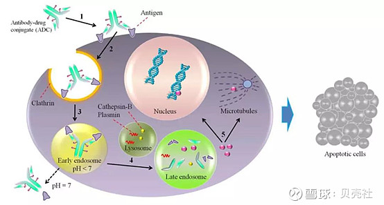 深度干货 | ADC药物研发的关键四要素及发展趋势 贝壳社，国内领先的 医疗健康 创新创业平台 来源丨药渡 ADCs（antibody ...