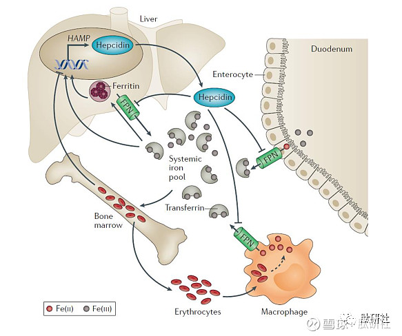 Protagonist公布PTG-300治疗PV的Ⅱ期临床结果 美国时间2020-05-08， Protagonist ...