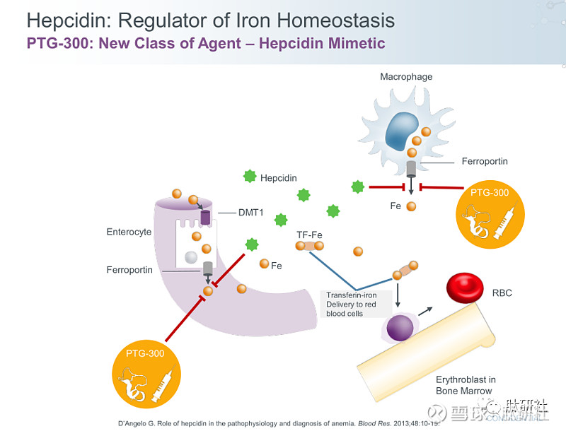 Protagonist公布PTG-300治疗PV的Ⅱ期临床结果 美国时间2020-05-08， Protagonist Therapeutics (Nasdaq:PTGX) $Prot... - 雪球
